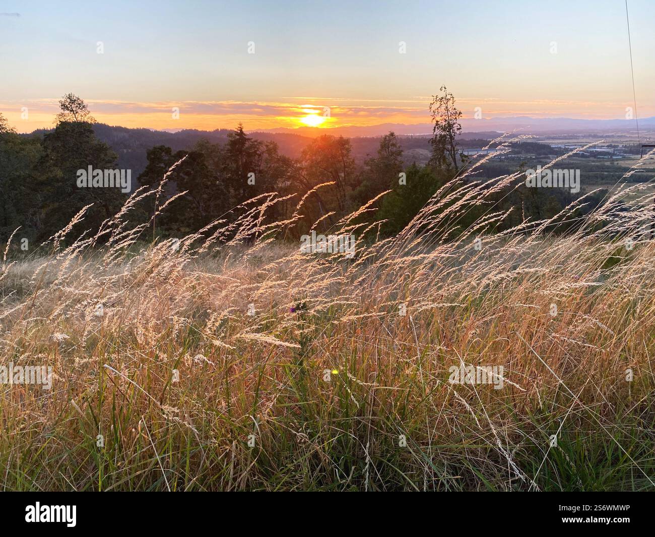 Sunset through tall grass on Wild Iris Ridge in Eugene, Oregon Stock ...