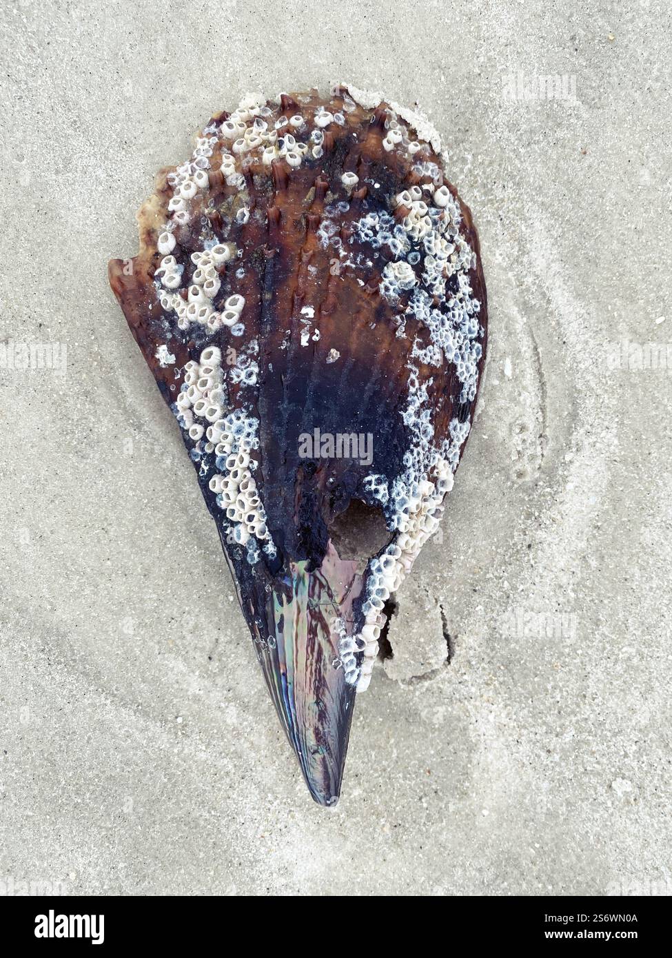 Atrina hi-res stock photography and images - Alamy