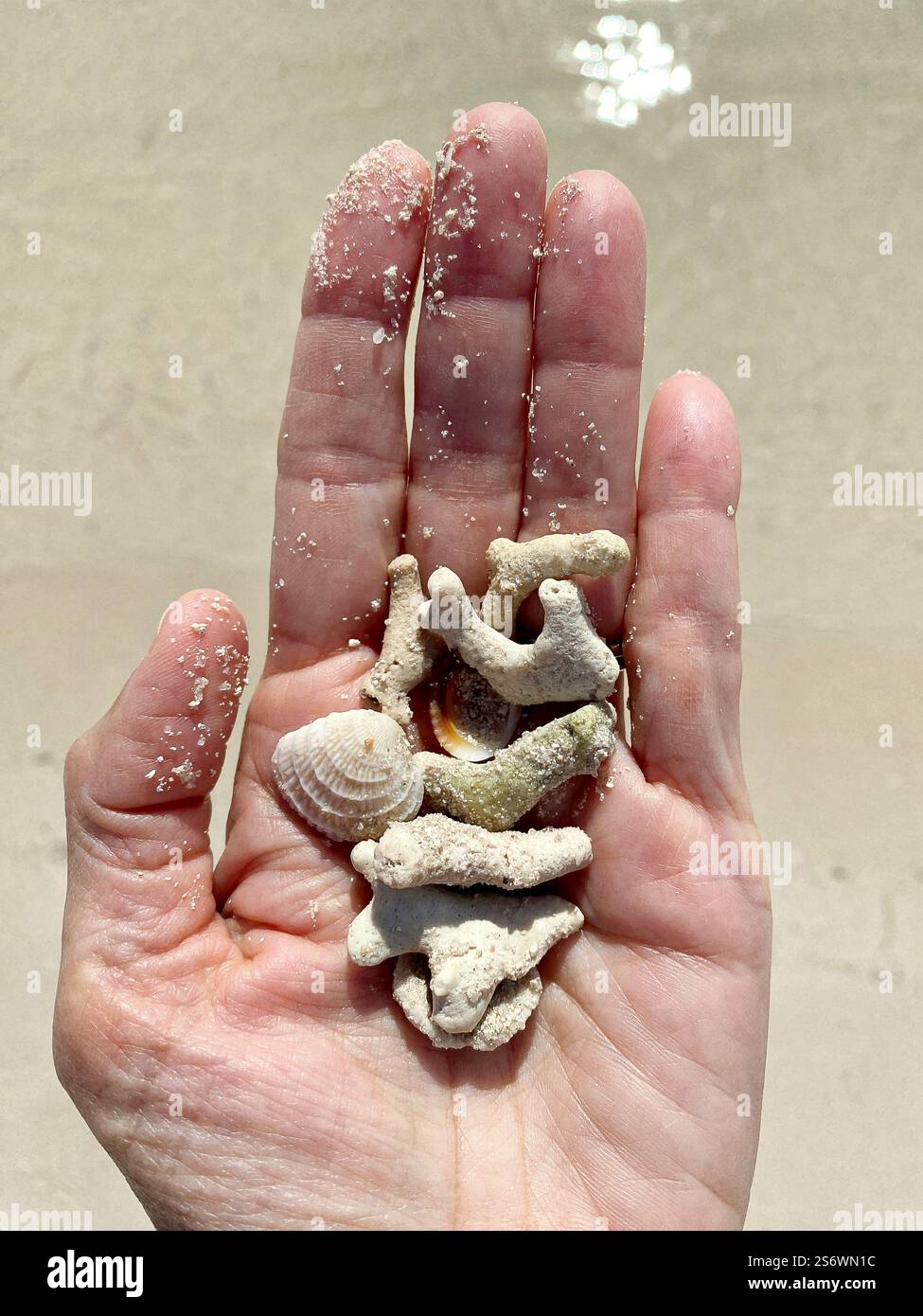 Close up of a hand holding shells and fossilized coral from Sombrero ...