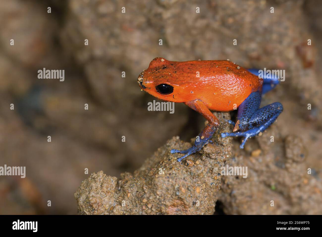 Strawberry poison-dart frog or blue jeans poison frog (Oophaga pumilio ...