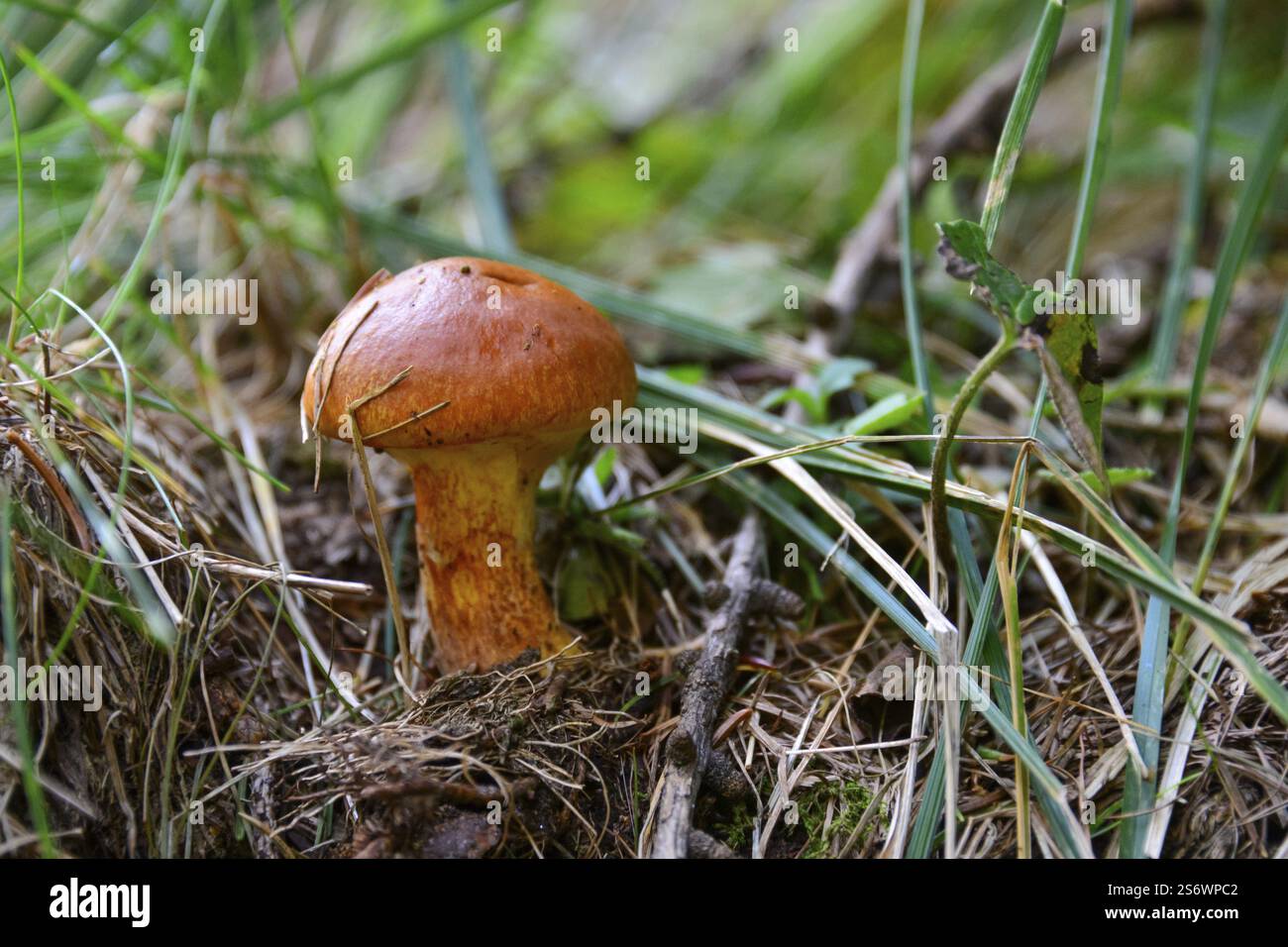 Golden larch mushroom (Suillus grevillei, syn.: Suillus flavus), an ...