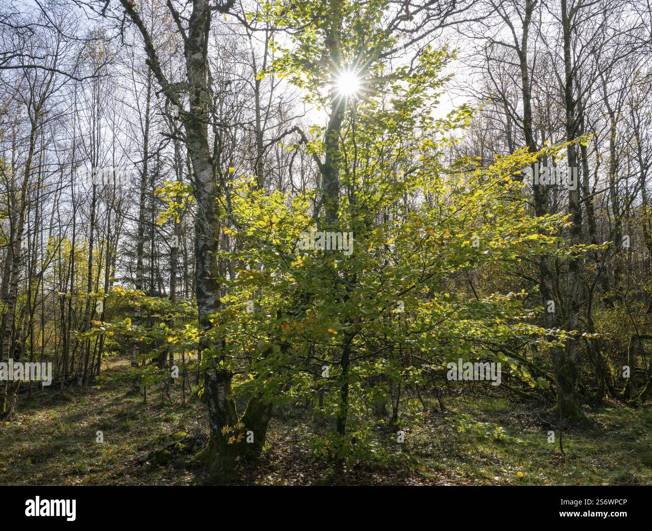 Wilderness forest, trees in backlight with sun star, Bavaria, Germany ...