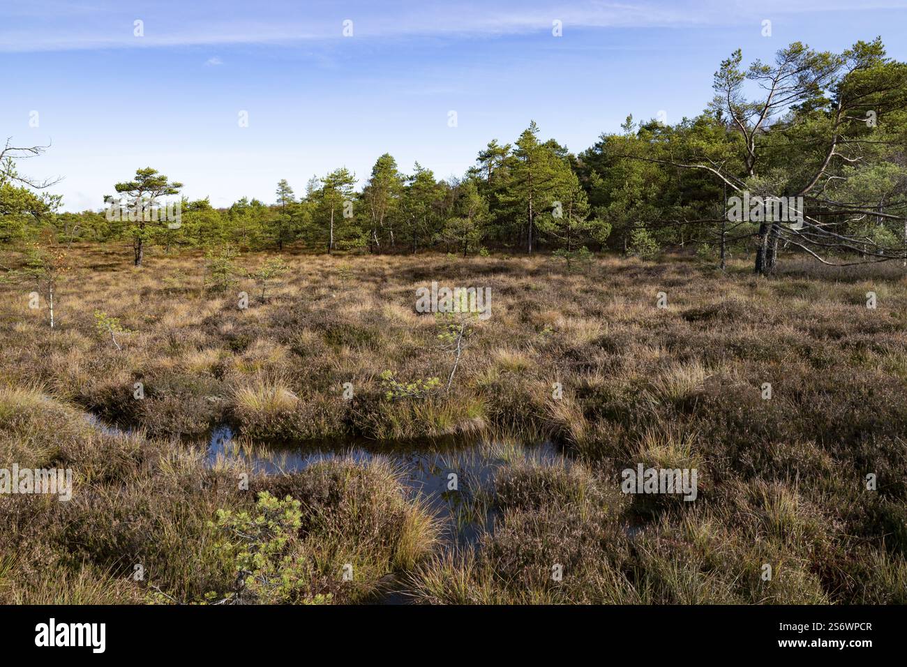 High moor Black Moor, blue sky and white clouds, near Fladungen ...