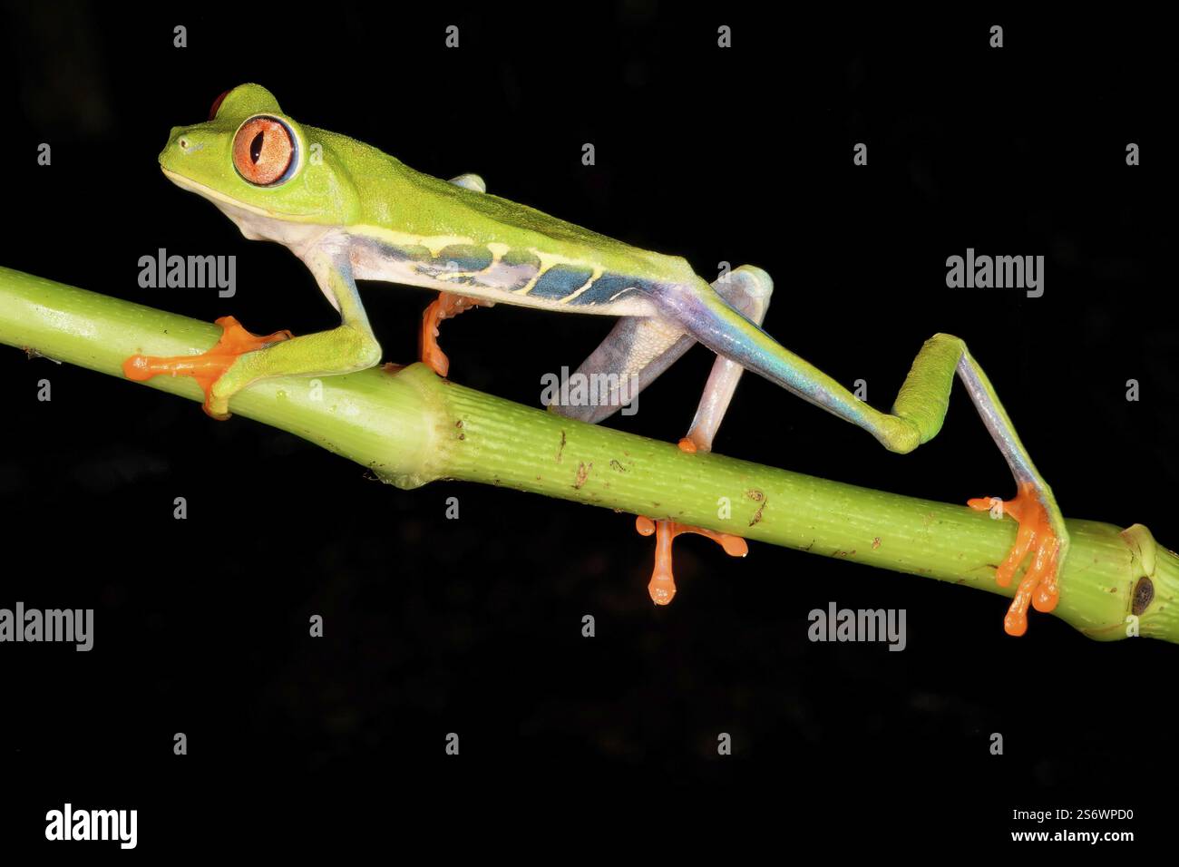 Red-eyed tree frog or red-eyed leaf frog (Agalychnis callidryas ...