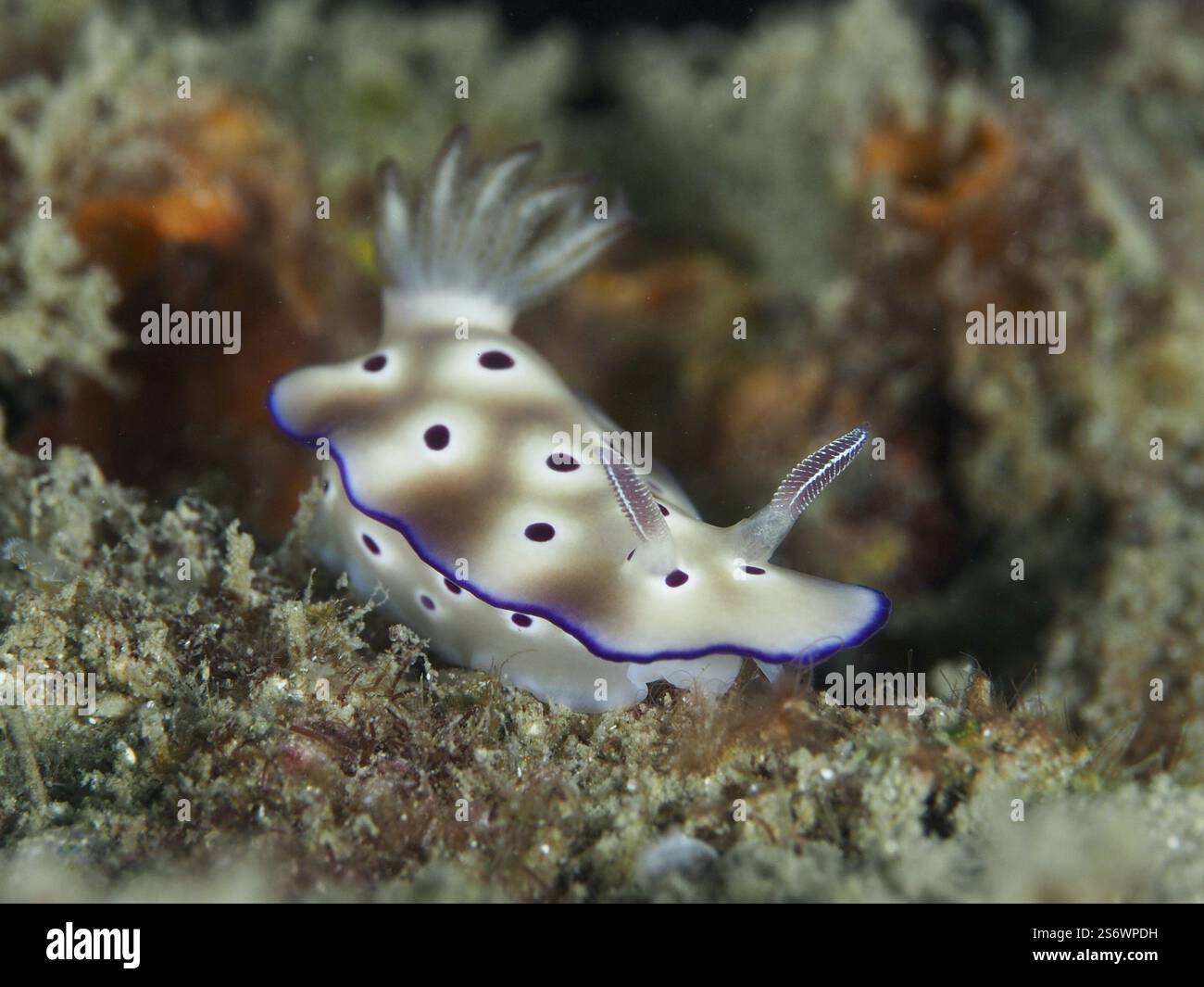 Nudibranch with purple coloured spots and white body, magnificent star ...