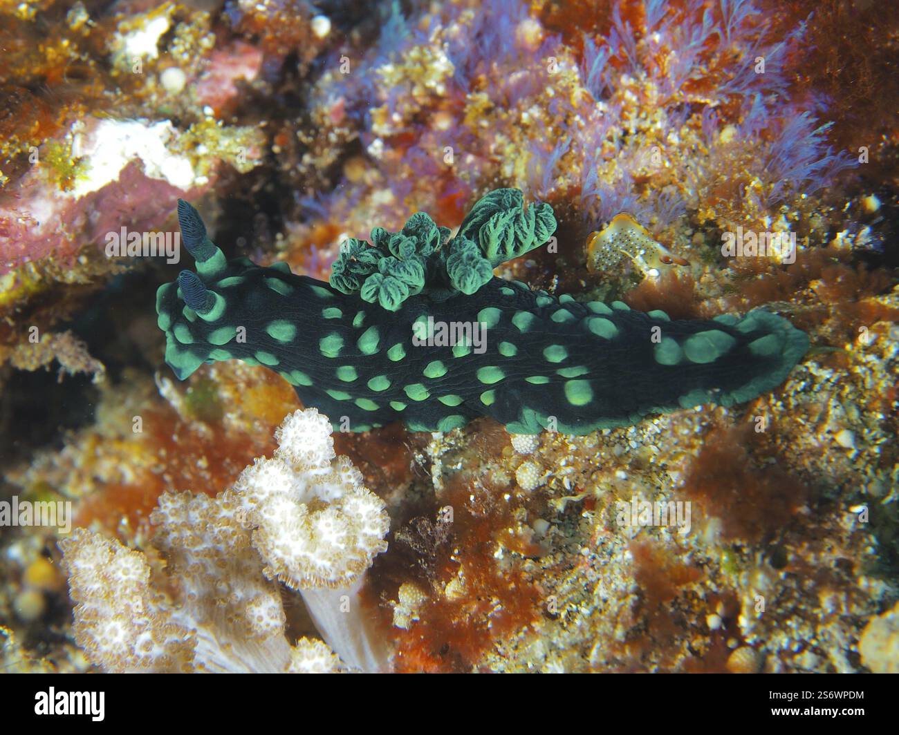Dark green neon star snail (Nembrotha cristata) with green dots in the ...