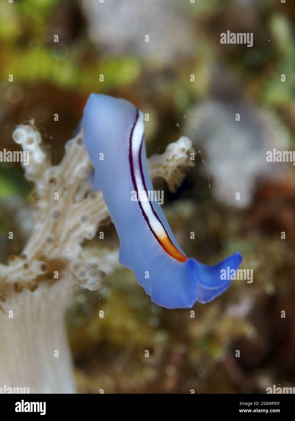 Blue stripe whirlpool worm (Pseudoceros bifurcus) on corals, dive site ...