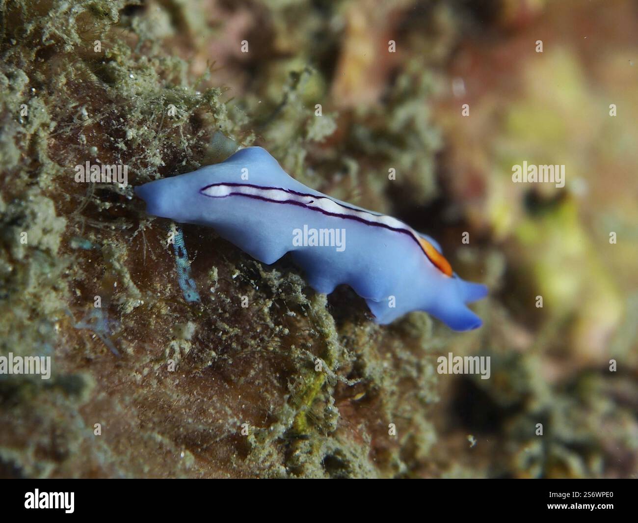 Narrow blue creature with orange lines, racing stripe whirlpool worm ...