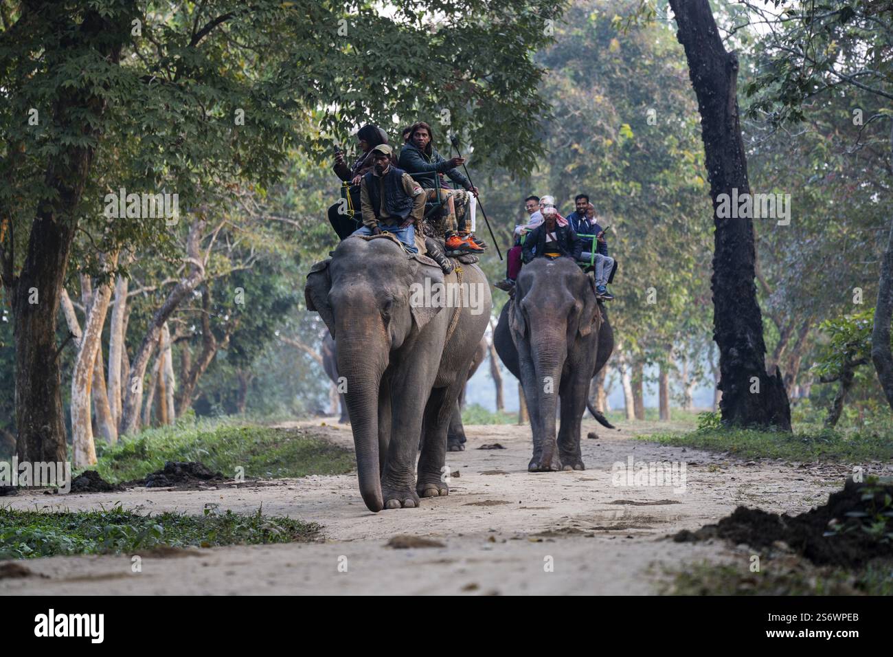 Tourists ride elephants during a safari at Kaziranga National Park on ...