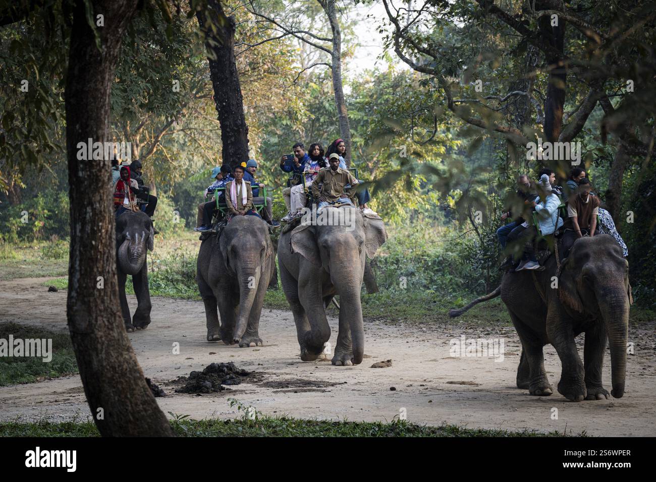 Tourists ride elephants during a safari at Kaziranga National Park on ...