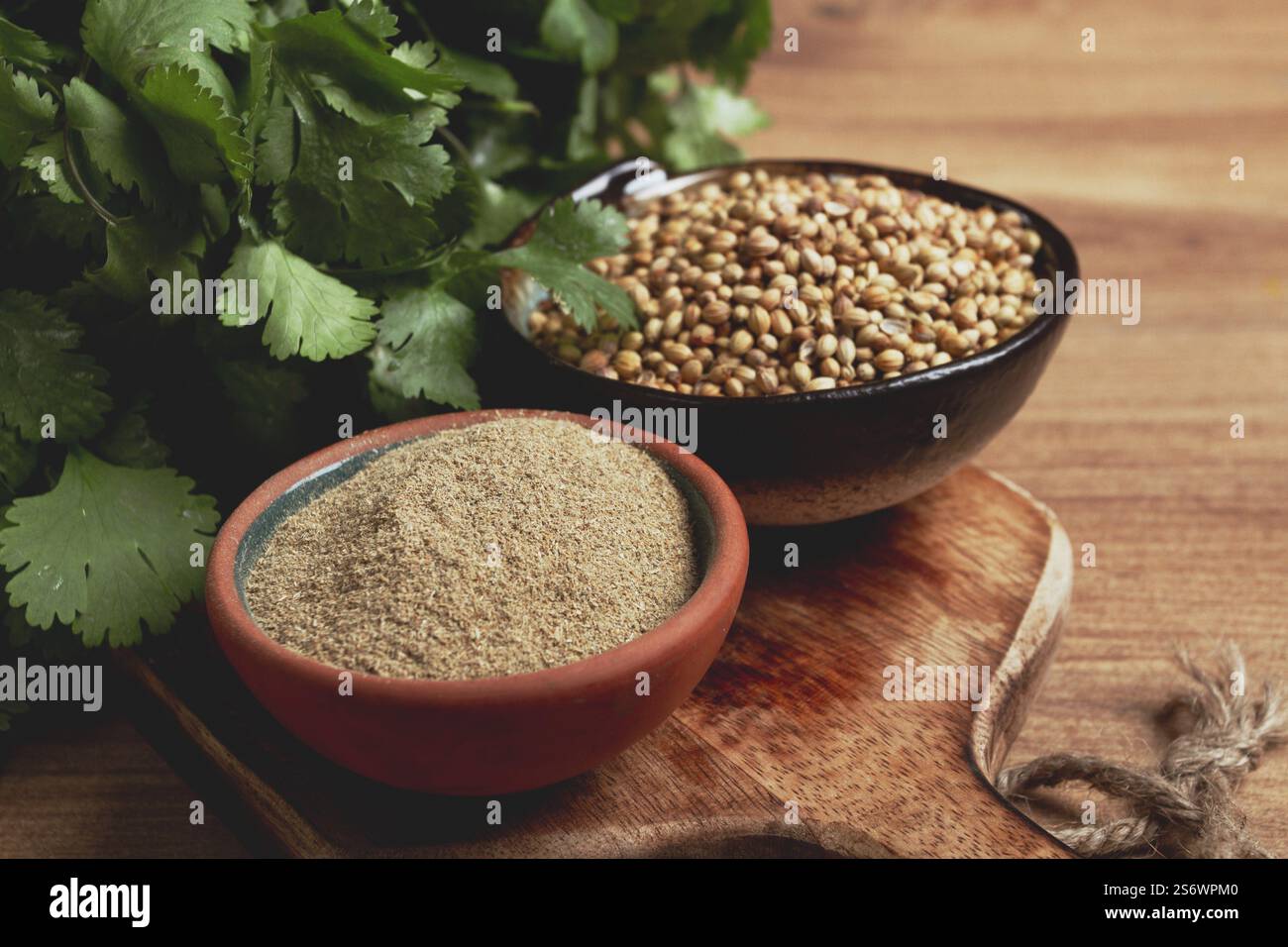 A bunch of fresh cilantro, coriander seeds and powder bowls, close-up ...