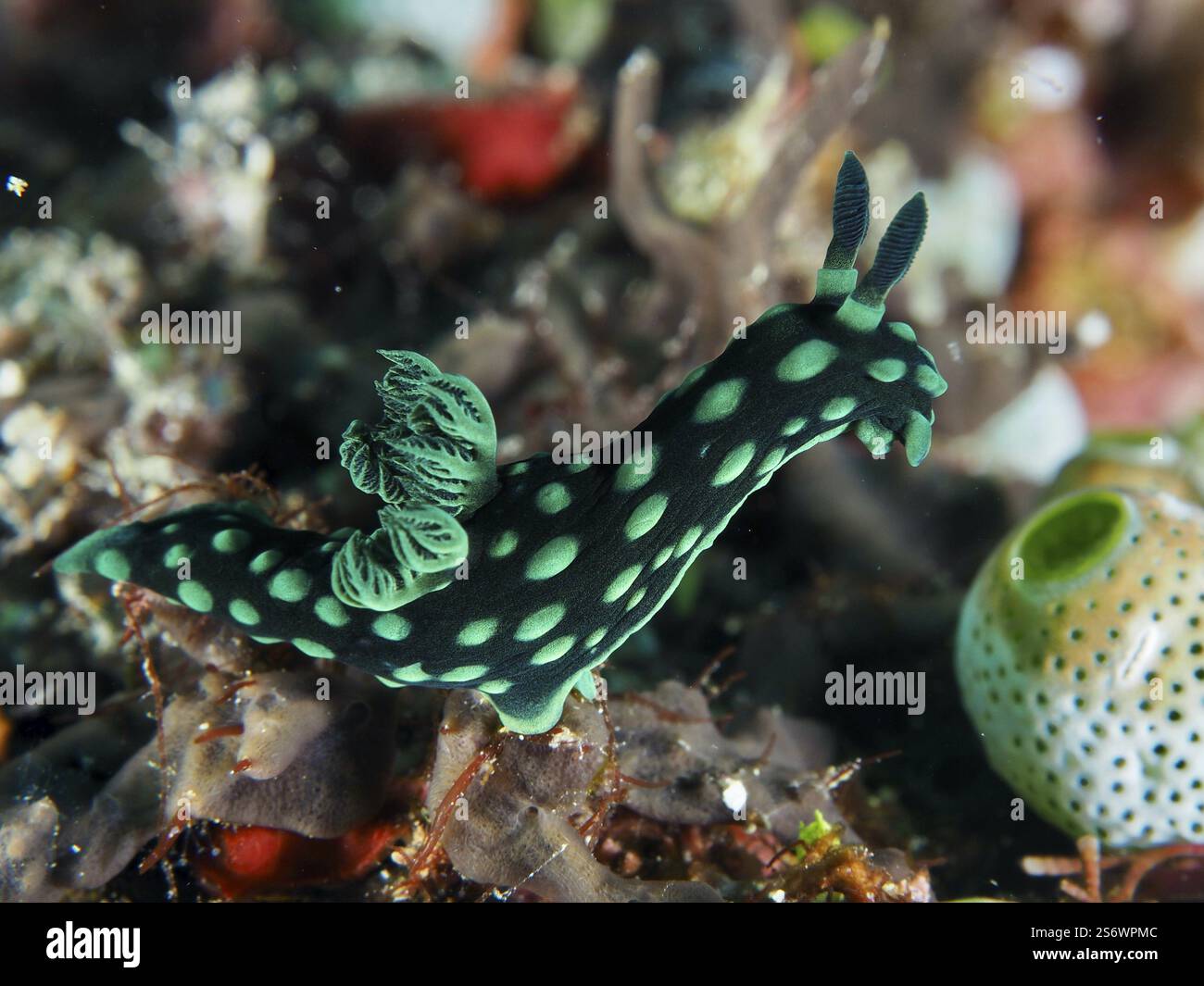 Green neon star snail (Nembrotha cristata) in the reef, dive site SD ...