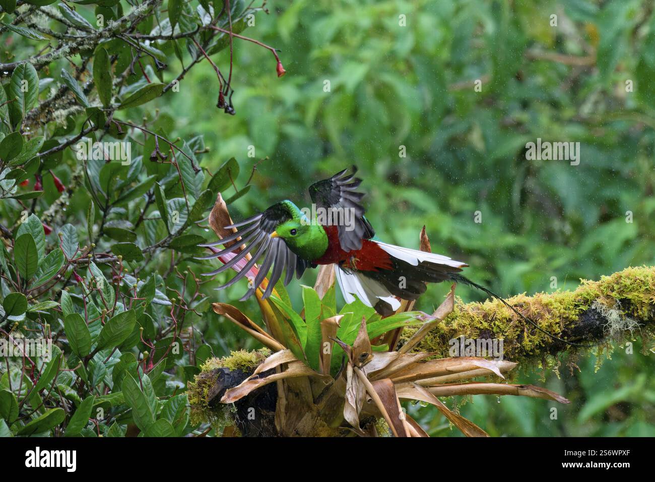 Male Resplendent quetzal (Pharomachrus mocinno) in flight, Costa Rica ...