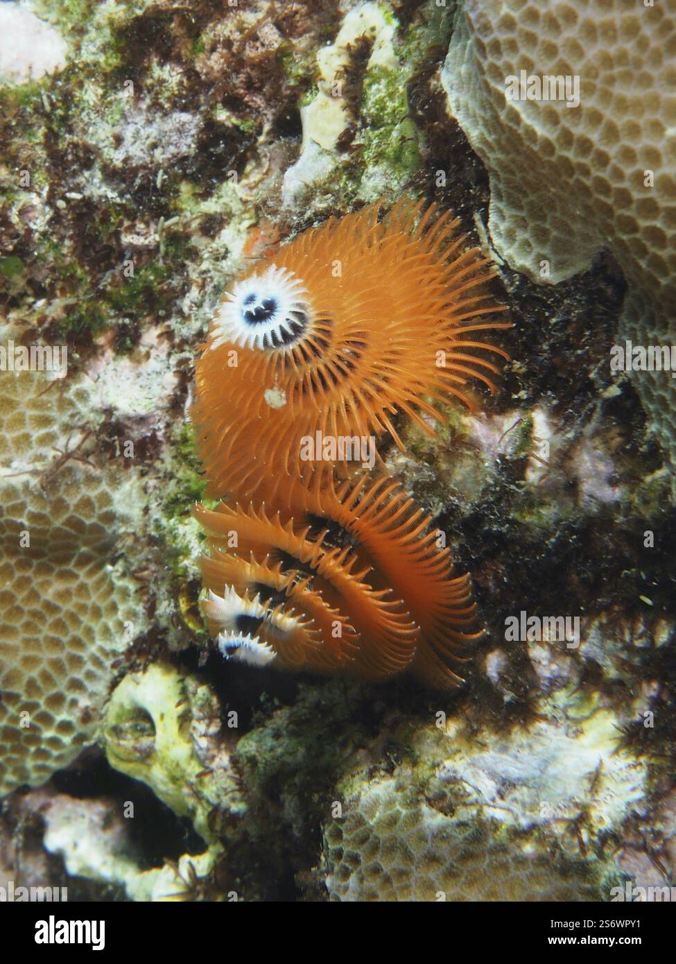 Spiral orange Indo-Pacific Christmas tree worm (Spirobranchus ...