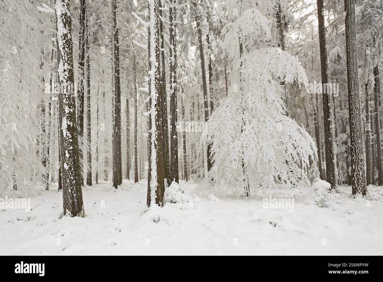 Forest in the snow and hoarfrost, Horben, Beinwil, Freiamt, Canton ...