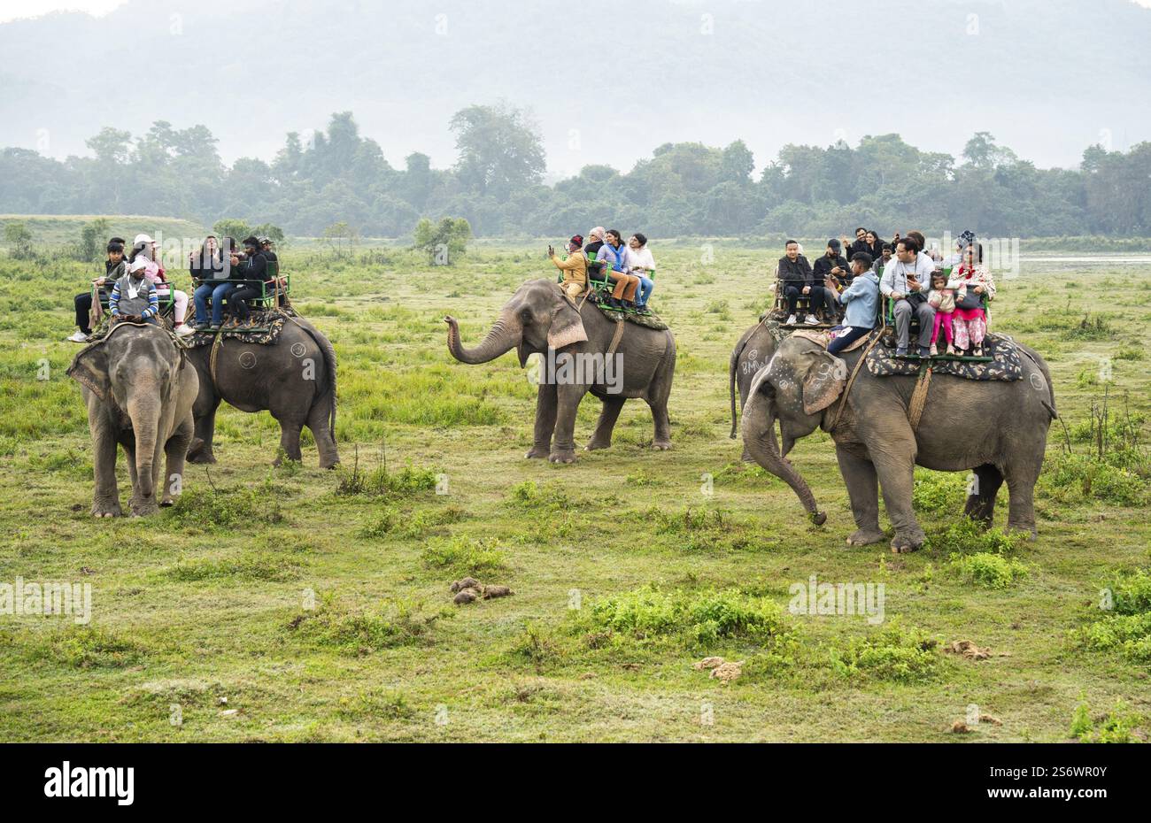 Tourists ride elephants during a safari at Kaziranga National Park on ...