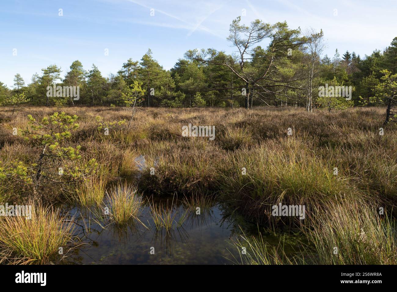 High moor Black Moor, blue sky and white clouds, near Fladungen ...