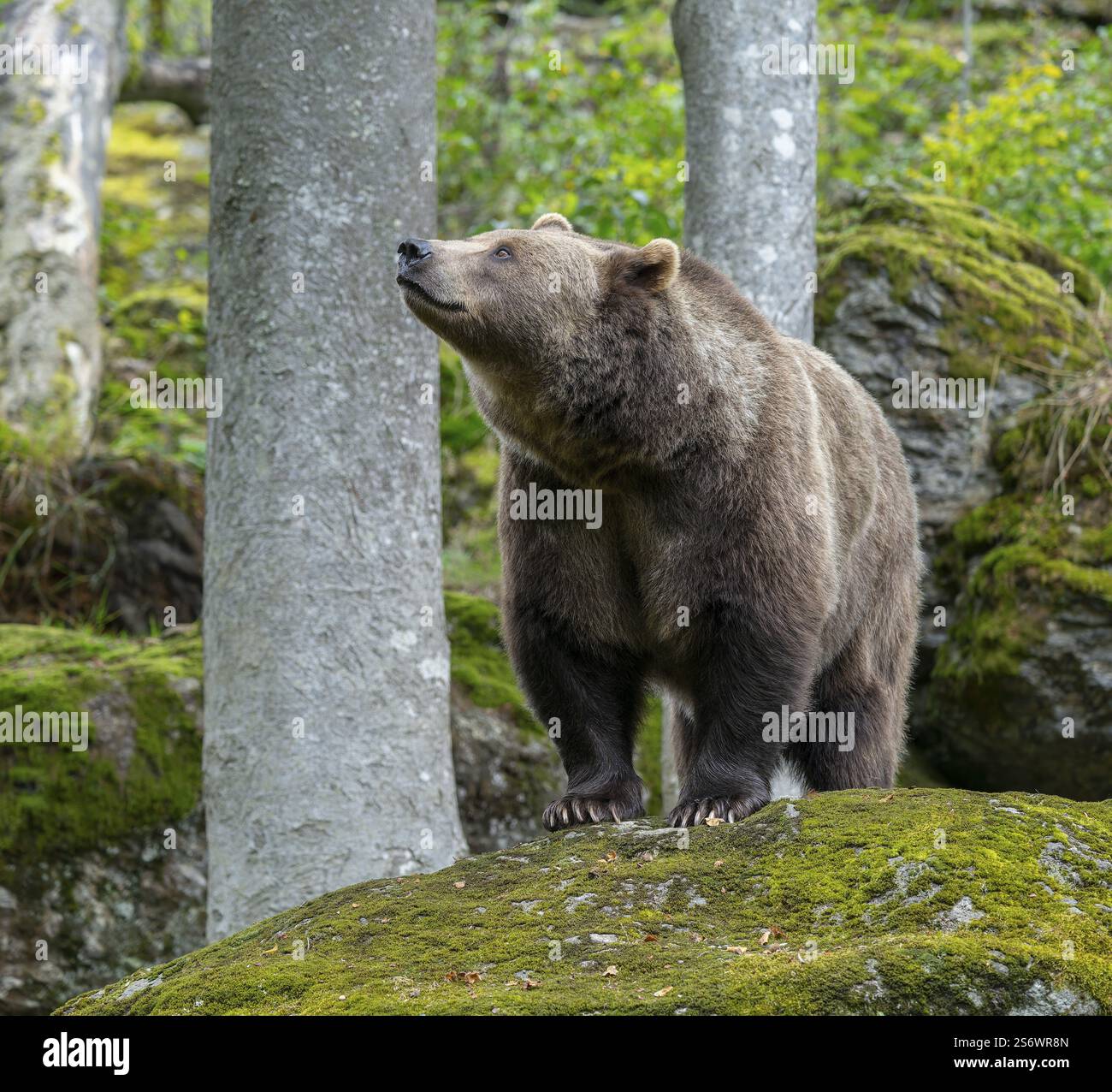 Brown bear (Ursus arctos) standing on a rock covered with moss, captive ...