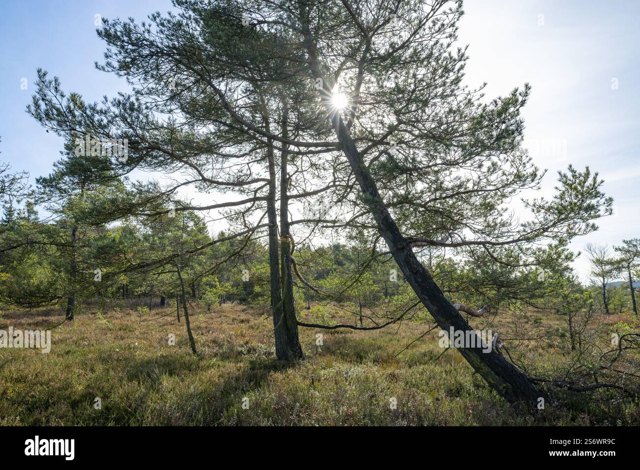 Common pines (Pinus sylvestris) in the Black Moor, backlit with sun ...