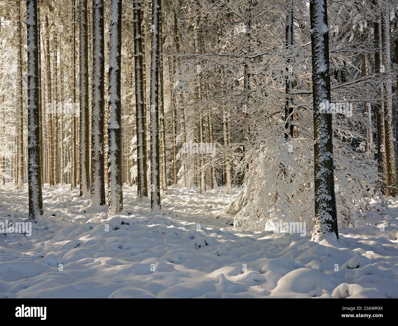 Snow-covered winter forest, Horben, Freiamt, Canton Aargau, Switzerland ...