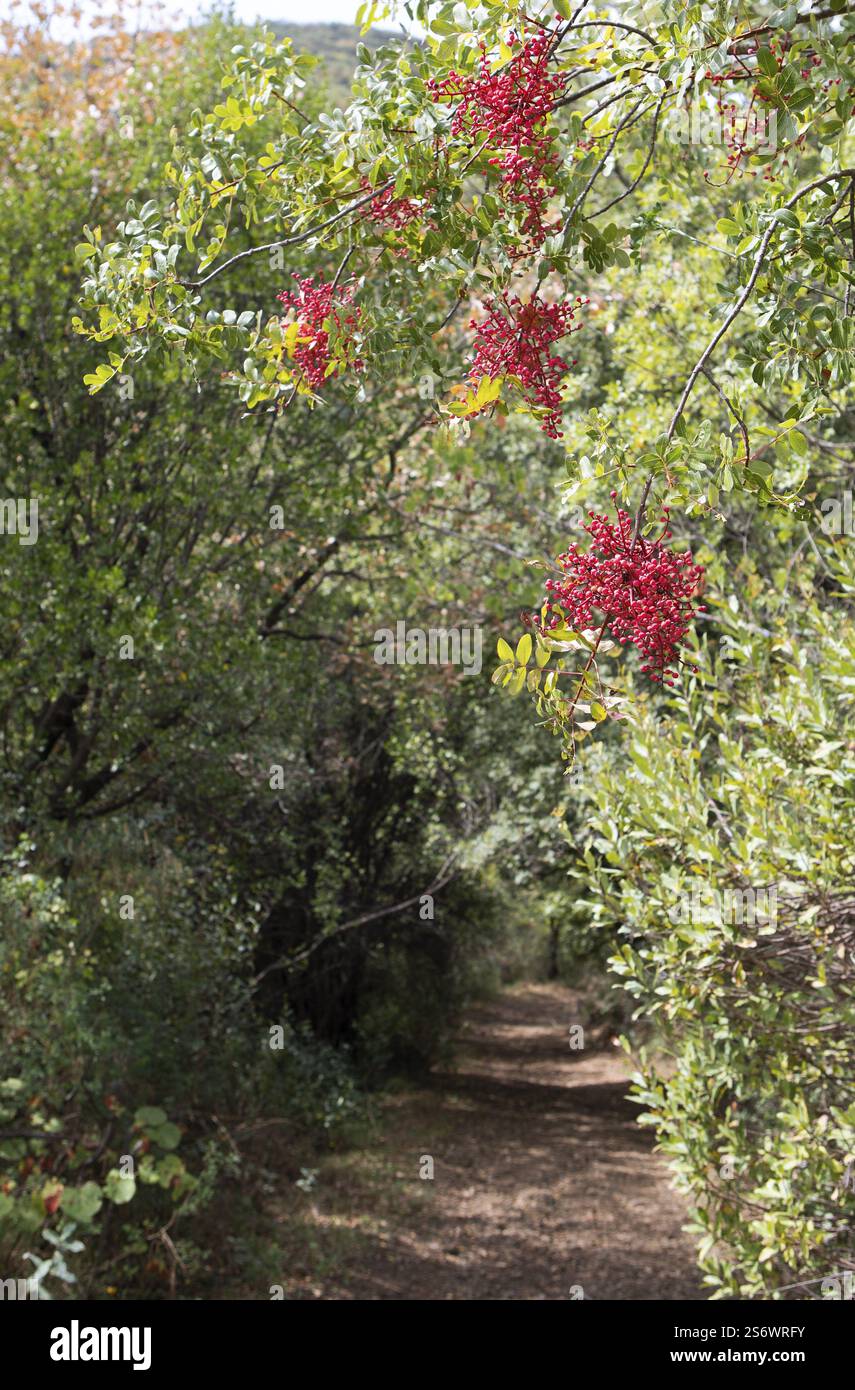 Terebinth tree hi-res stock photography and images - Alamy