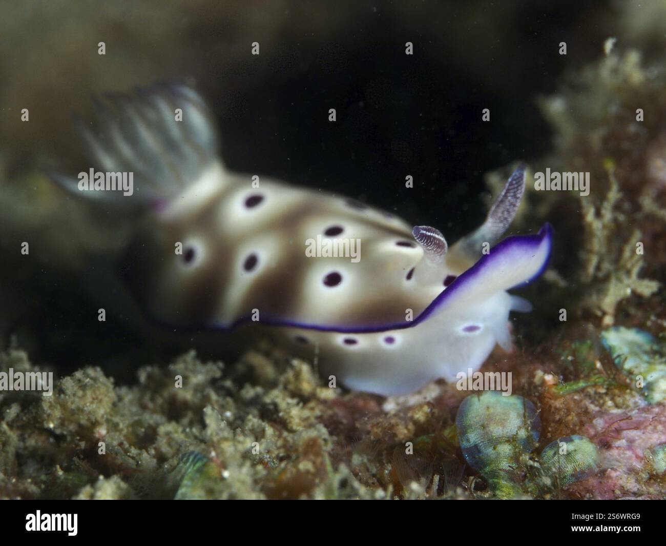 White nudibranch with purple dots, Hypselodoris tryoni, on a coral reef ...