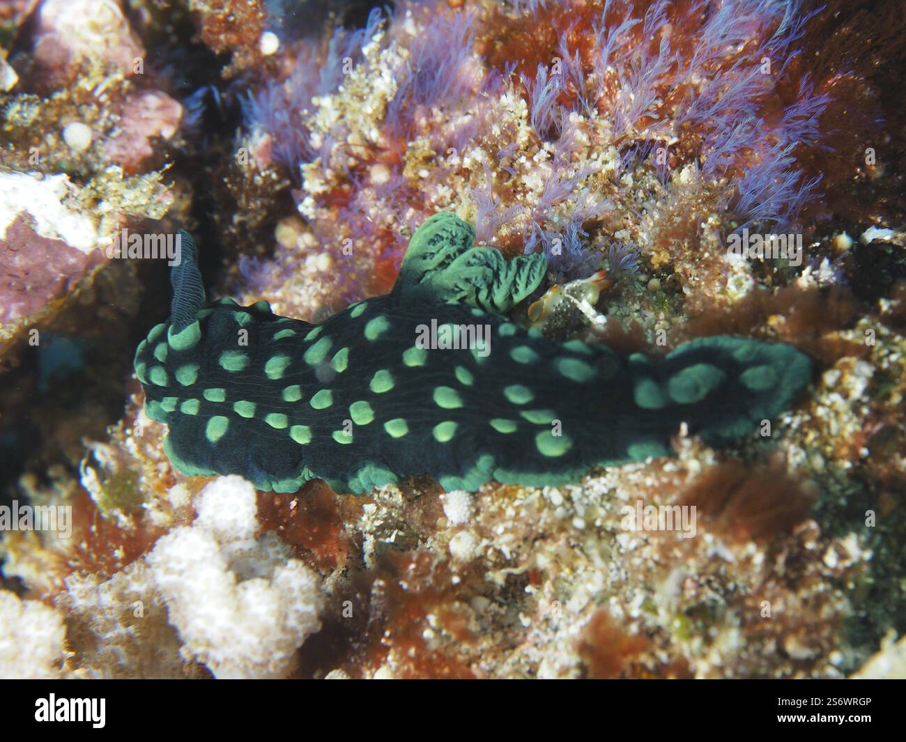 Green neon star snail (Nembrotha cristata) on algae, dive site SD, Nusa ...