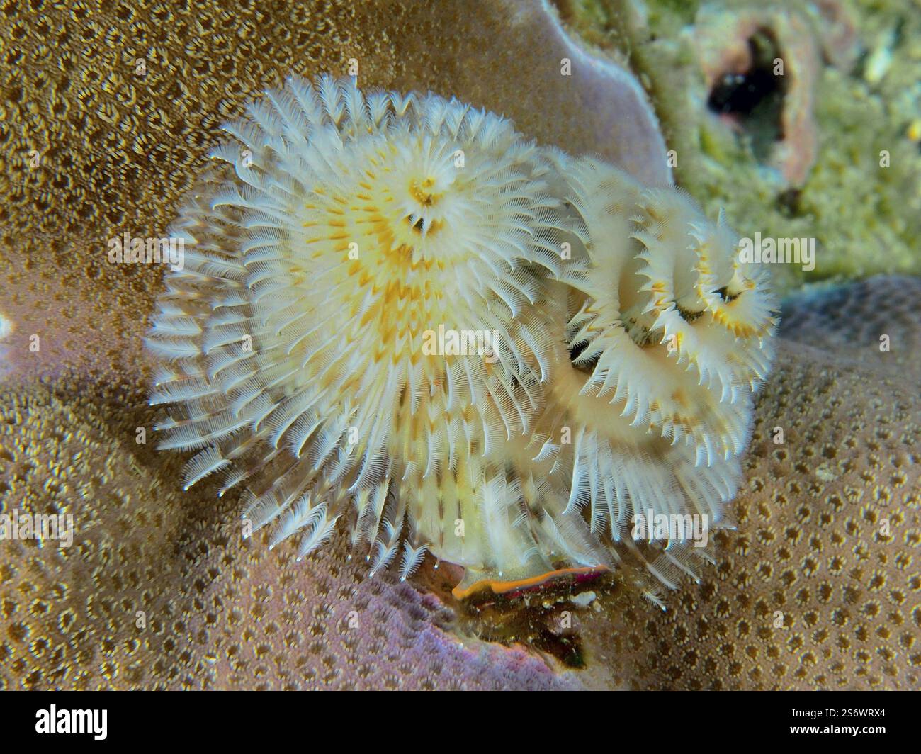 Spiral-shaped white Indo-Pacific Christmas tree worm (Spirobranchus ...
