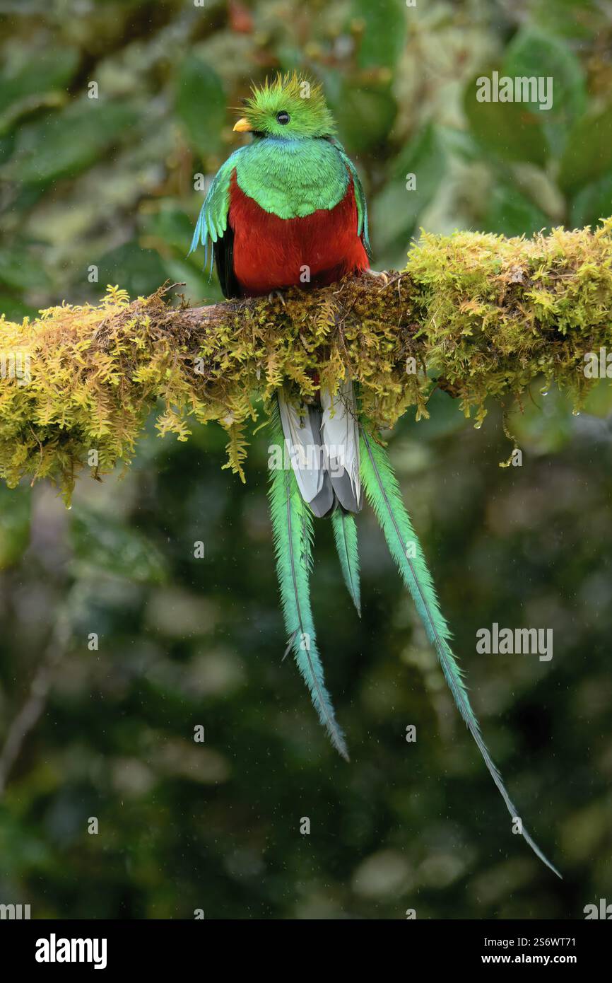 Male Resplendent quetzal (Pharomachrus mocinno) on branch, Costa Rica ...