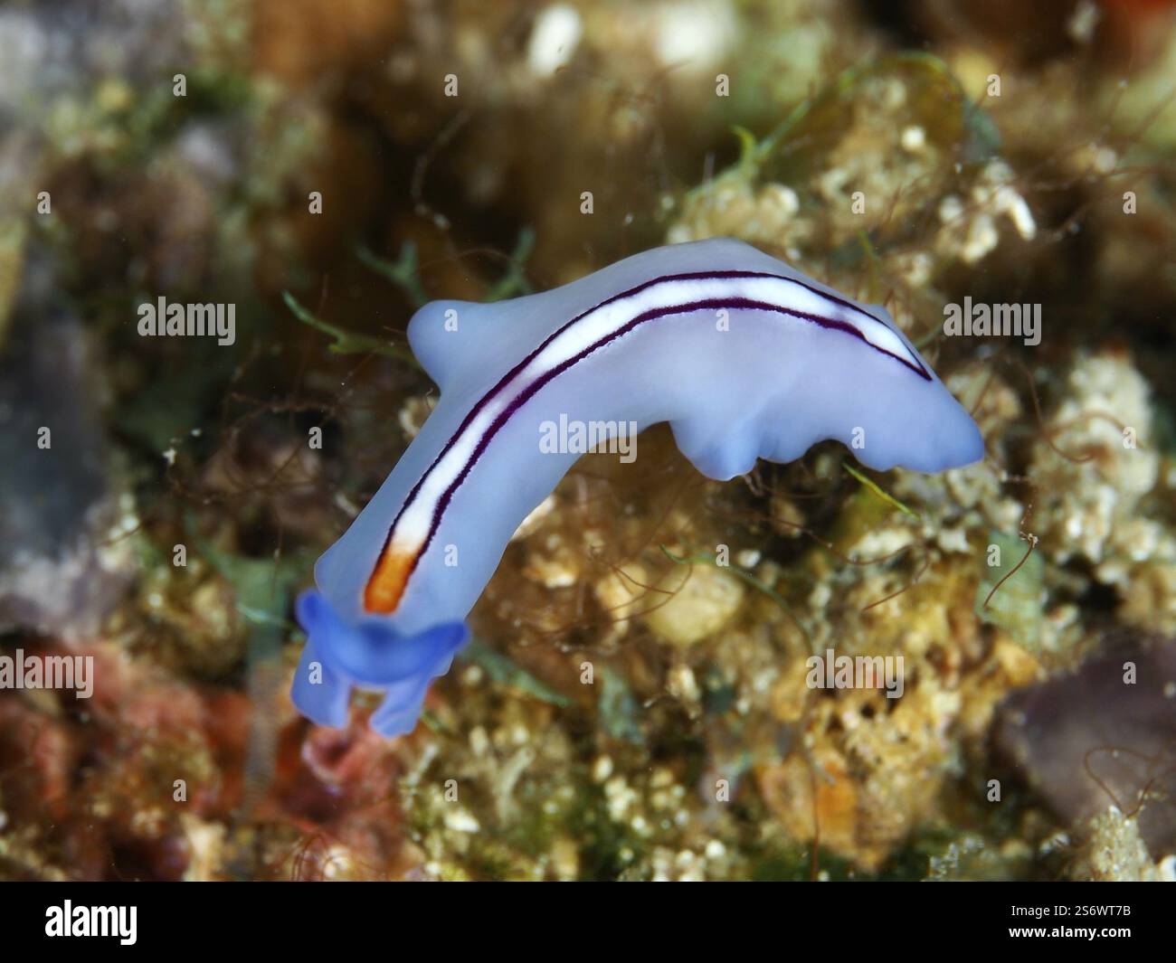 Blue and white racing stripe whirlpool worm (Pseudoceros bifurcus) on ...