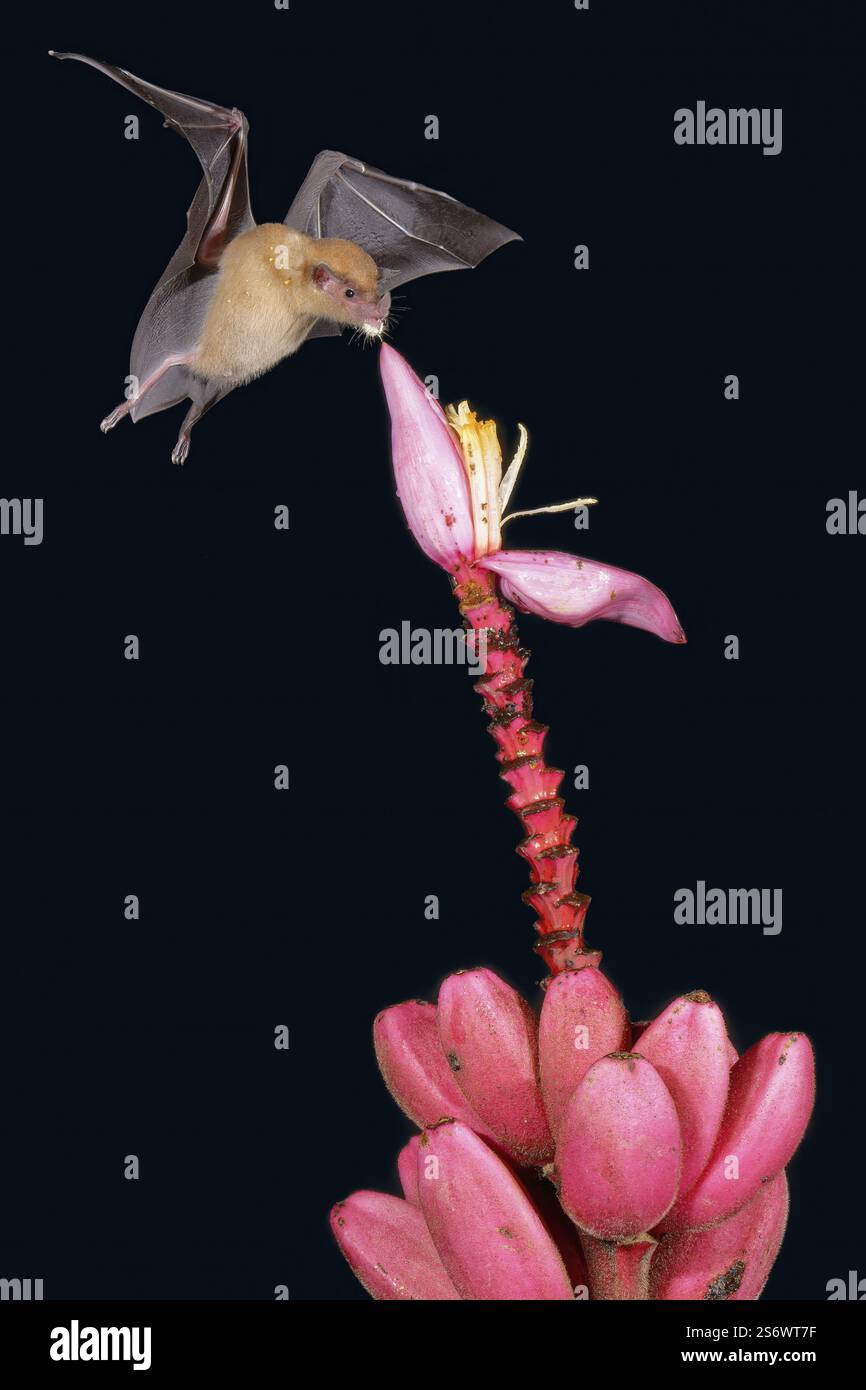 Orange nectar bat (Lonchophylla robusta) hovering and drinking the ...