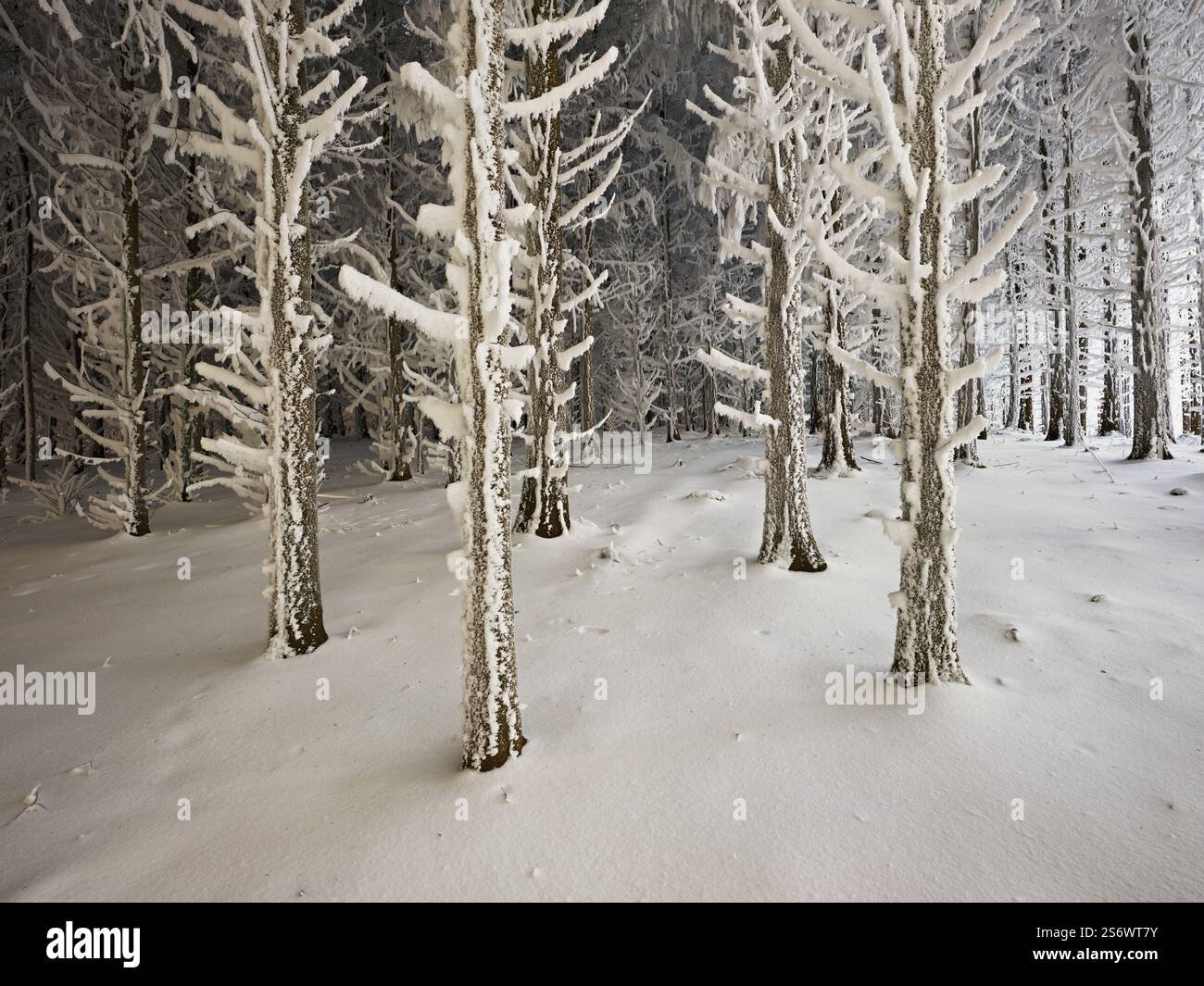 Forest in the snow and hoarfrost, Horben, Beinwil, Freiamt, Canton ...