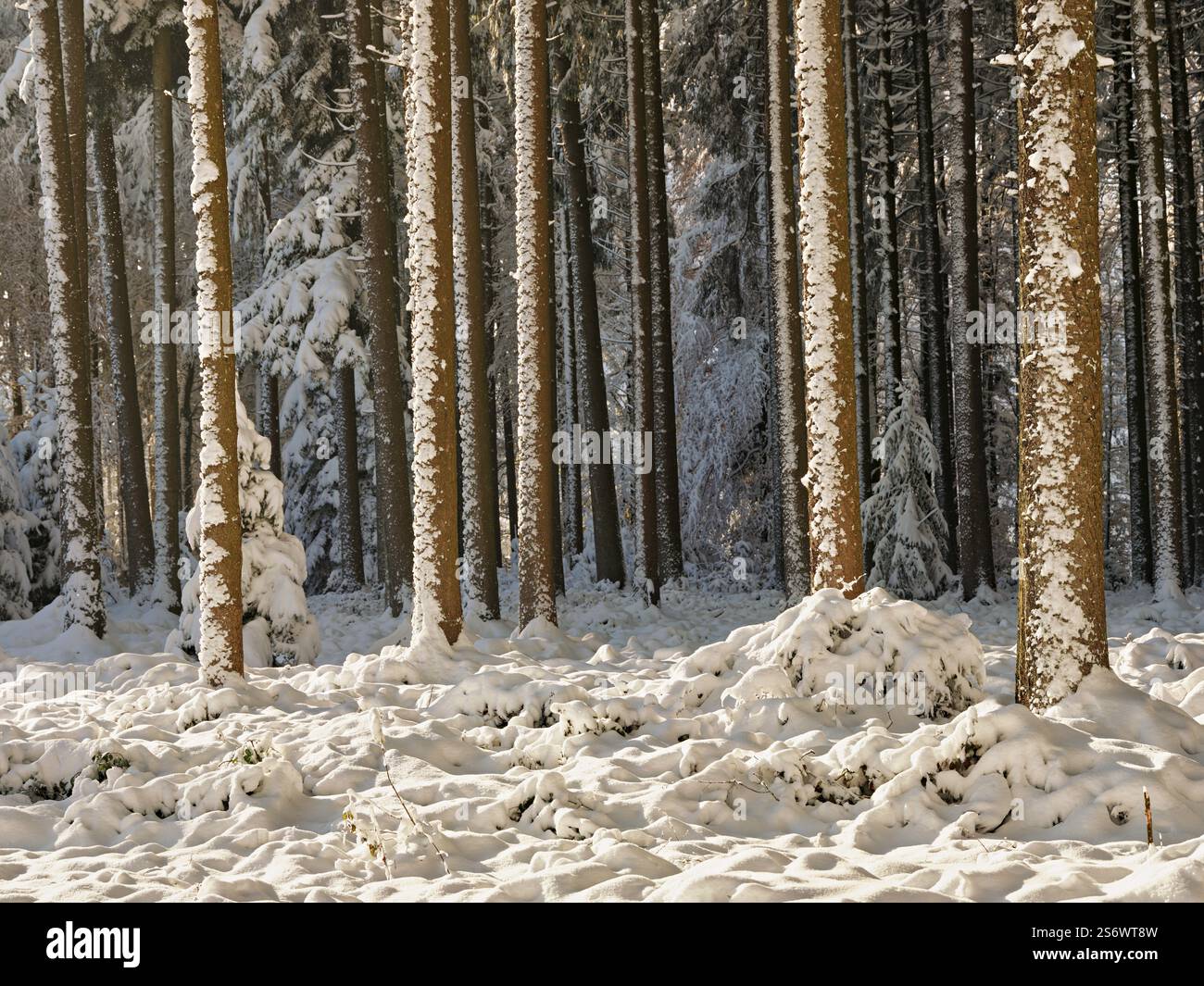 Snow-covered winter forest, Horben, Freiamt, Canton Aargau, Switzerland ...