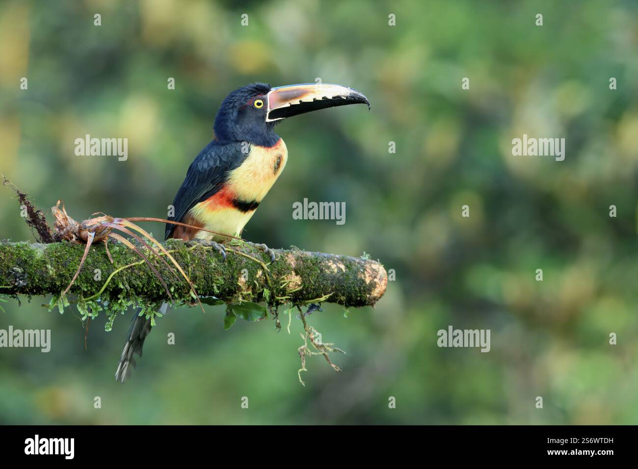 Collared aracari (Pteroglossus torquatus) sitting on a branch, Costa ...