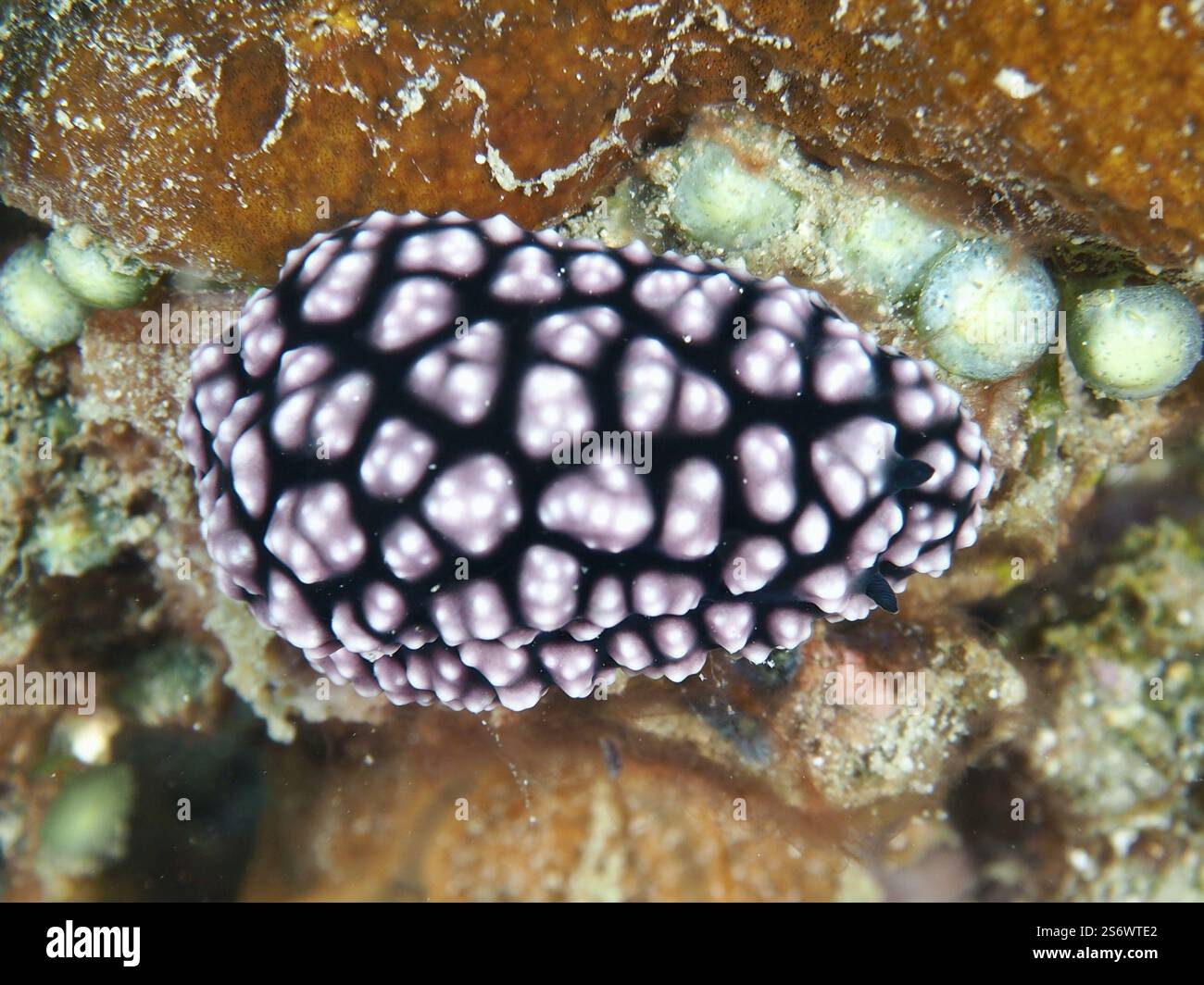 Spotted purple pustule warty snail (Phyllidiella pustulosa), warty ...