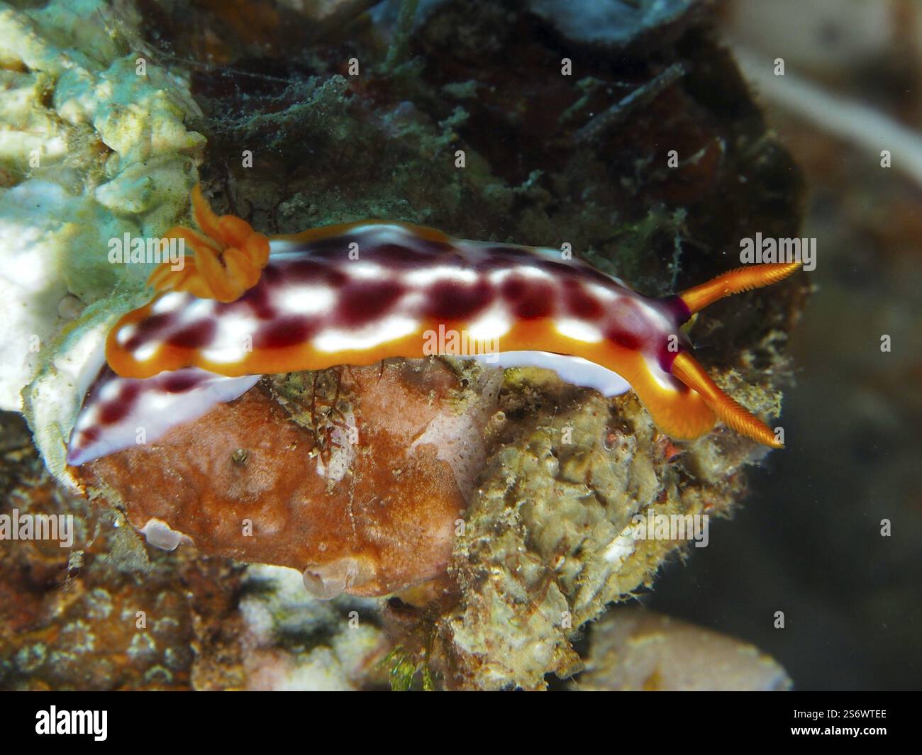 Spotted star snail (Hypselodoris purpureomaculosa), star snail, with ...