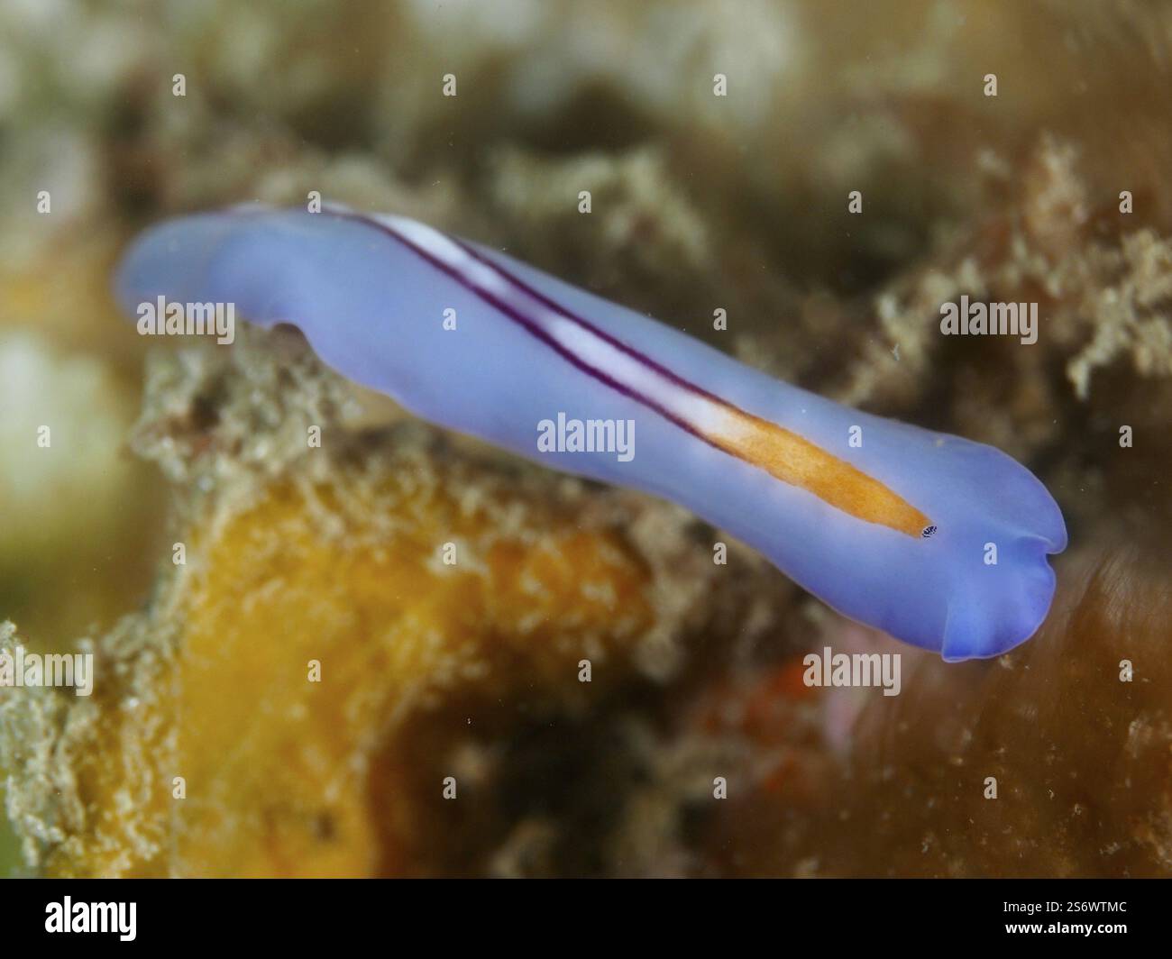 Narrow blue racing stripe whirlpool worm (Pseudoceros bifurcus) with ...