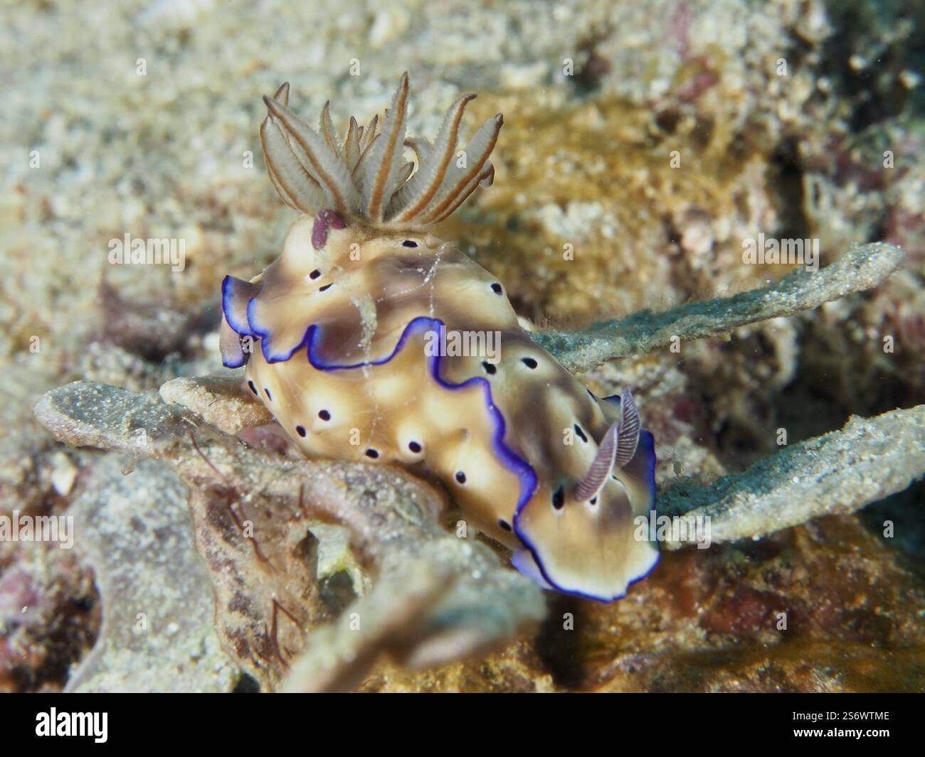 Beige-coloured star snail (Hypselodoris tryoni) with purple rim ...