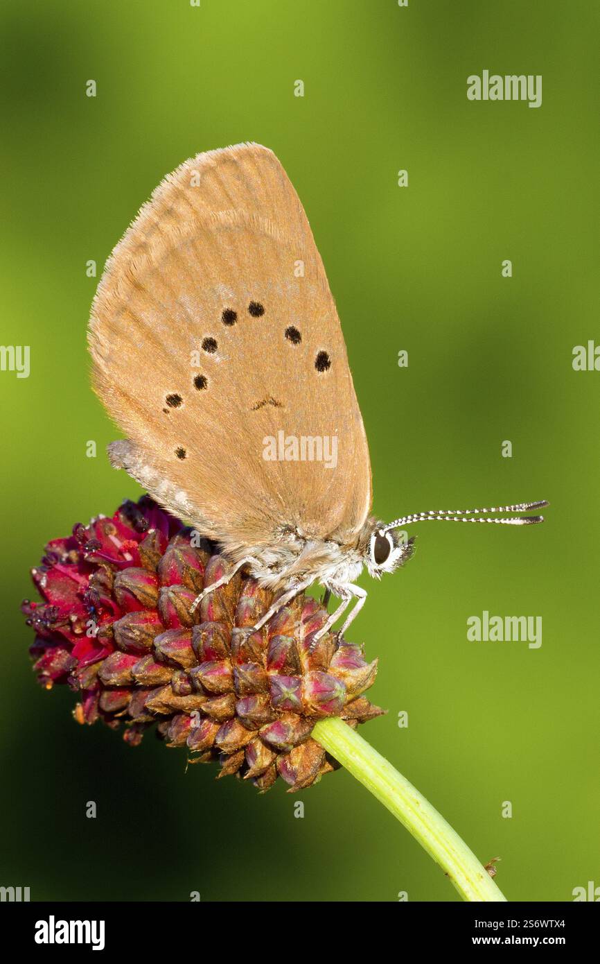 Animals, Insect, Butterfly, Order Lepidoptera, Family Lycaenidae ...