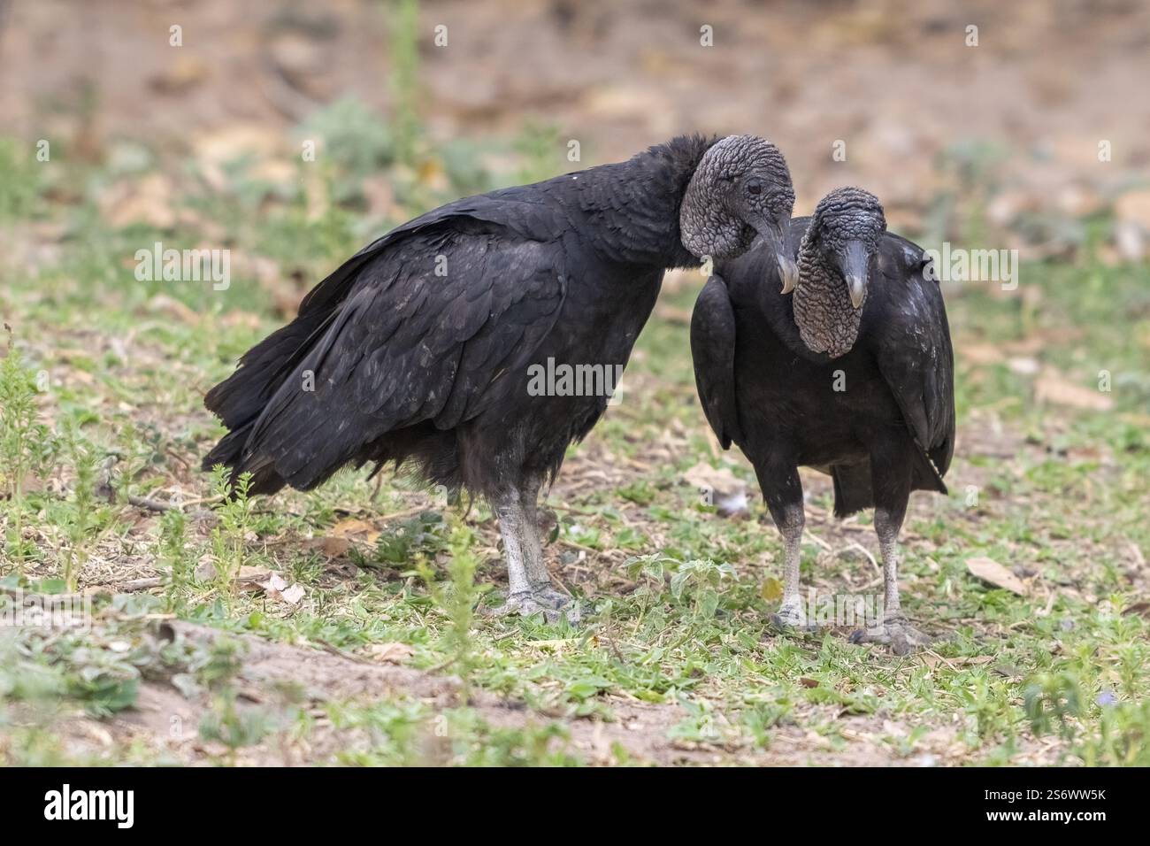 Raven vulture (Coragyps atratus), Pantanal, inland, wetland, UNESCO ...