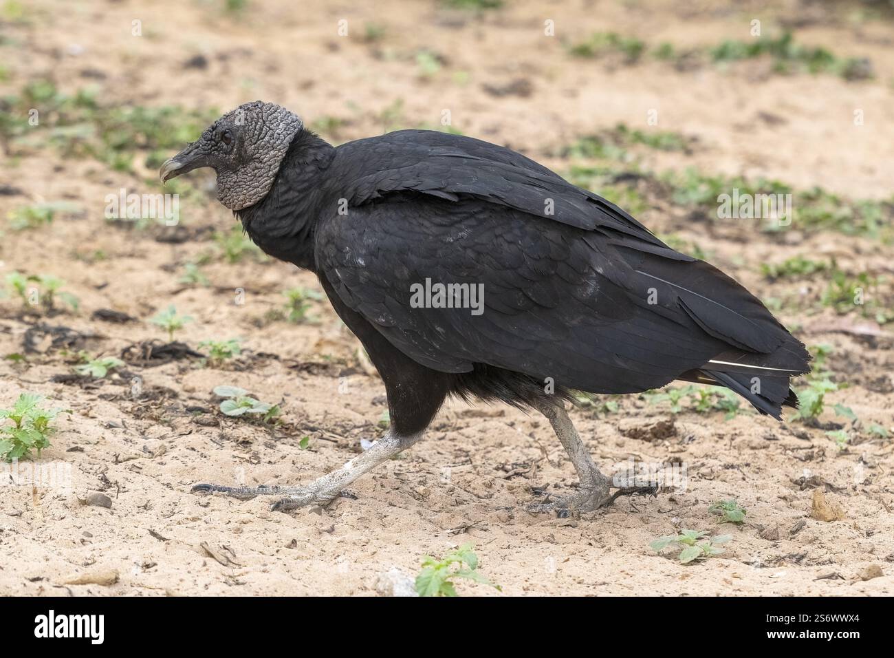 Raven vulture (Coragyps atratus), Pantanal, inland, wetland, UNESCO ...