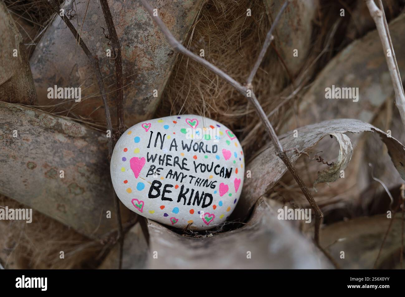 Be kind kindness rock in palm tree trunk Stock Photo - Alamy