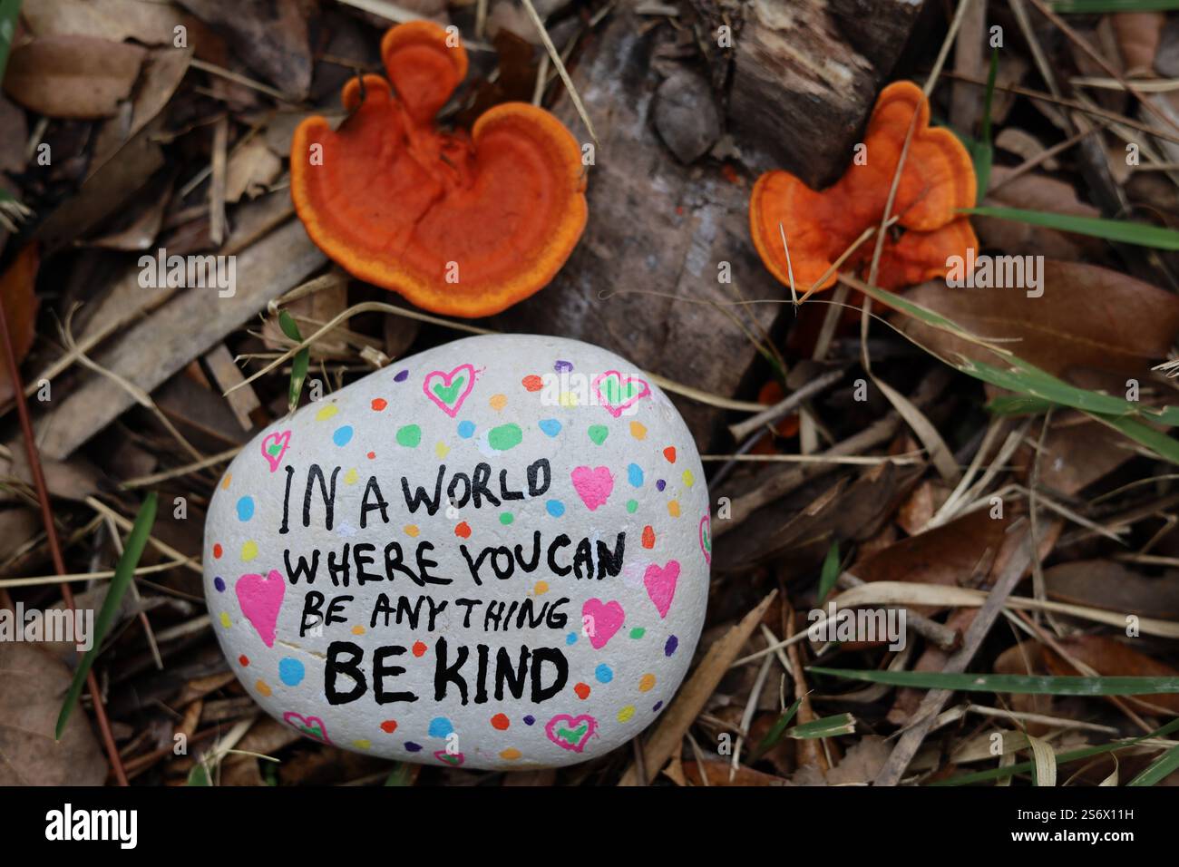 Fungi with stones hi-res stock photography and images - Alamy