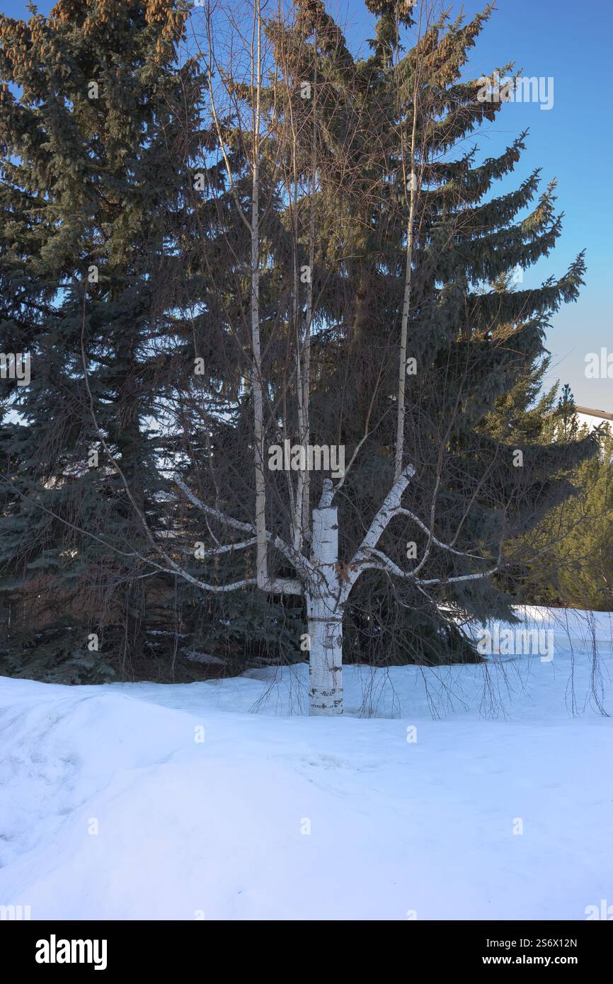 Bird tree branching to stay alive Stock Photo - Alamy