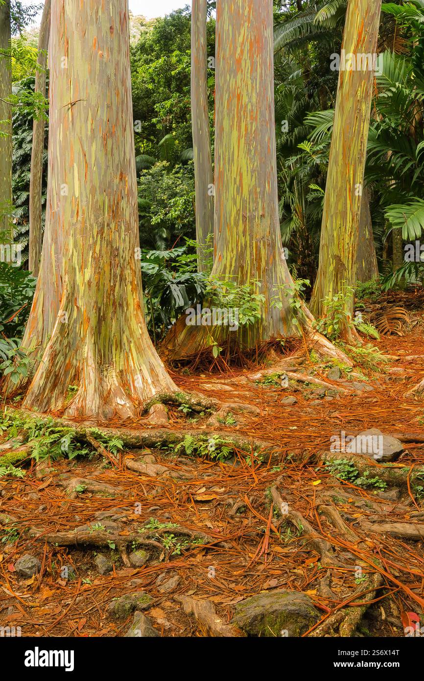 Rainbow Eucalyptus in Arboretum Botanical Garden on the road to Hana ...