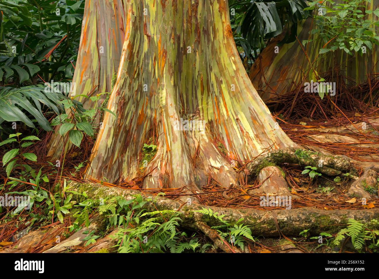 Rainbow Eucalyptus in Arboretum Botanical Garden on the road to Hana ...