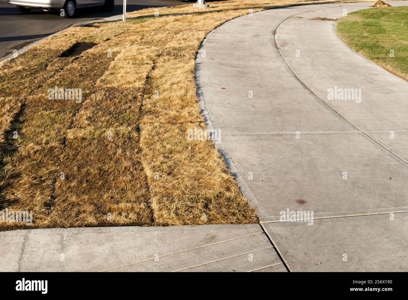 Sod installation- dead or dormant Stock Photo - Alamy