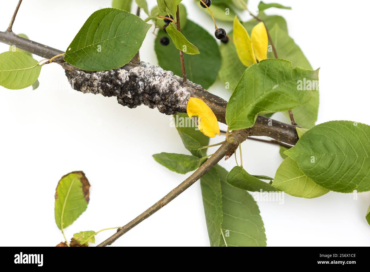 Black Knot Fungus on Mayday Tree with white background Stock Photo - Alamy