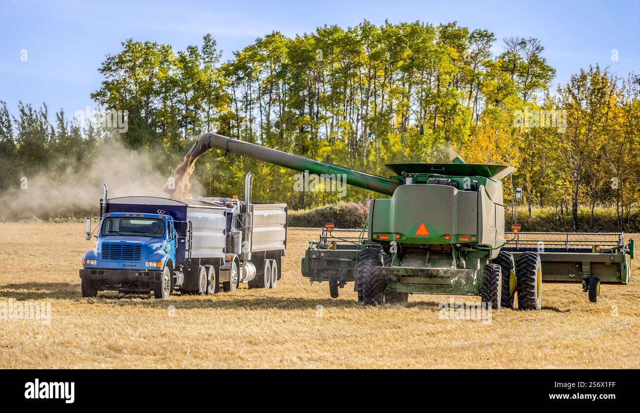 Moving grain from the harvester to the truck in field Stock Photo - Alamy