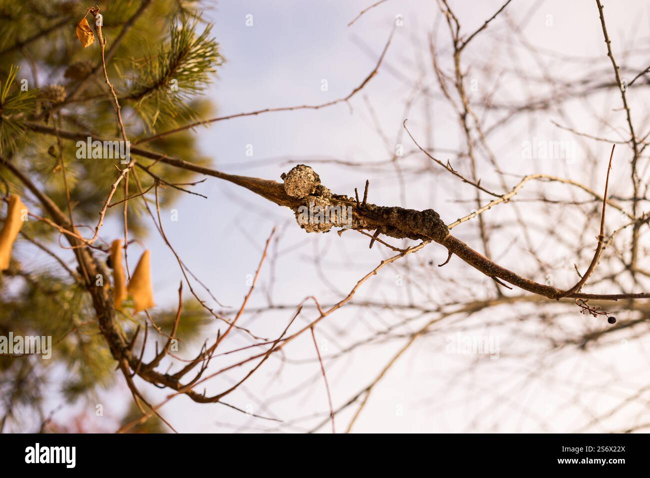 Black Knot Fungus damage on Mayday Tree Stock Photo - Alamy